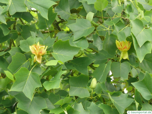 Tulip Tree | Liriodendron tulipifera