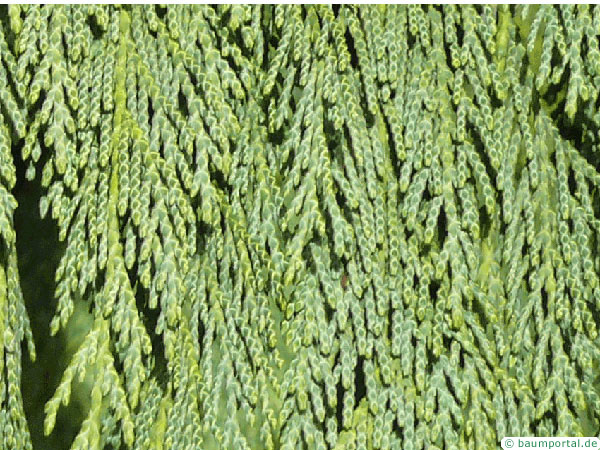 Alaska Cedar | Chamaecyparis nootkatensis 'Pendula'