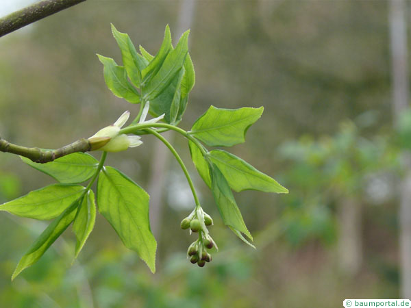 American Bladdernut | Staphylea trifolia