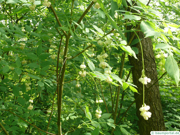 American Bladdernut | Staphylea trifolia