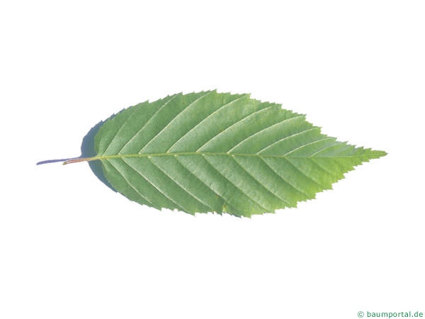 American Hornbeam | Carpinus caroliniana