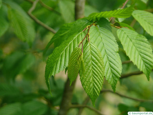 American Hornbeam | Carpinus caroliniana