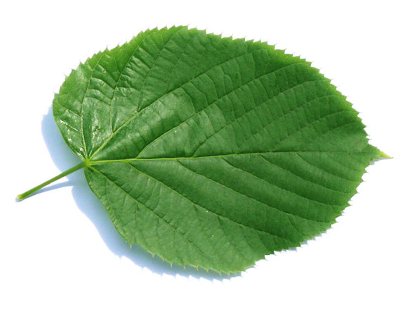 Large Leaved American Lime | Tilia americacna 'Nova'