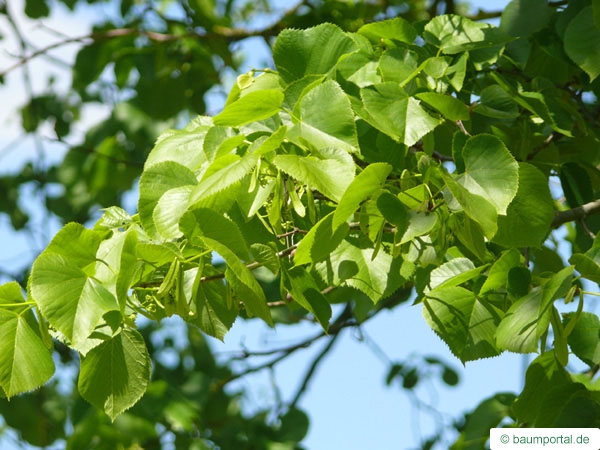 American Lime | Tilia americana