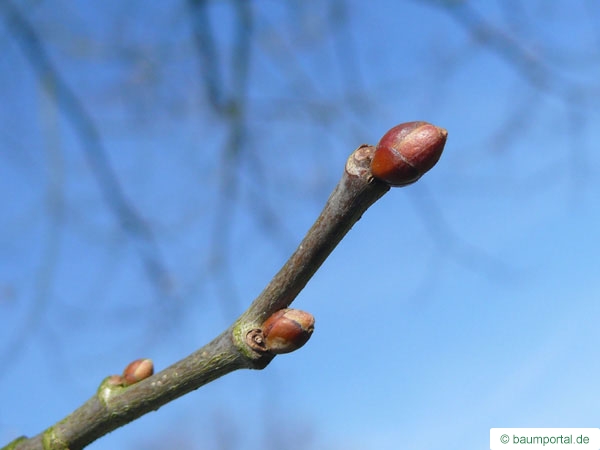 American Lime | Tilia americana