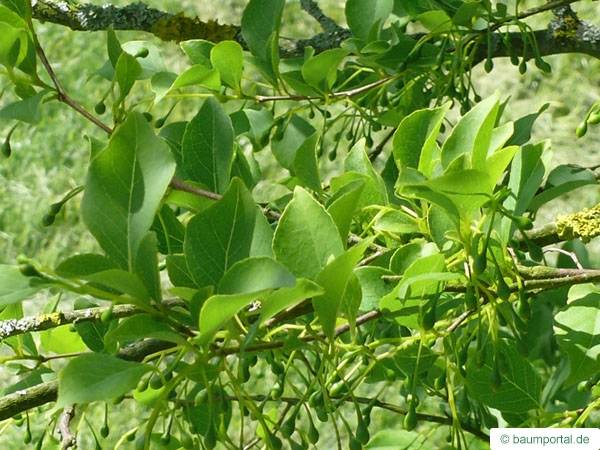 American Snowbell | Styrax americanus