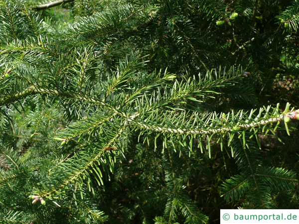 Balsam Fir | Abies balsamea