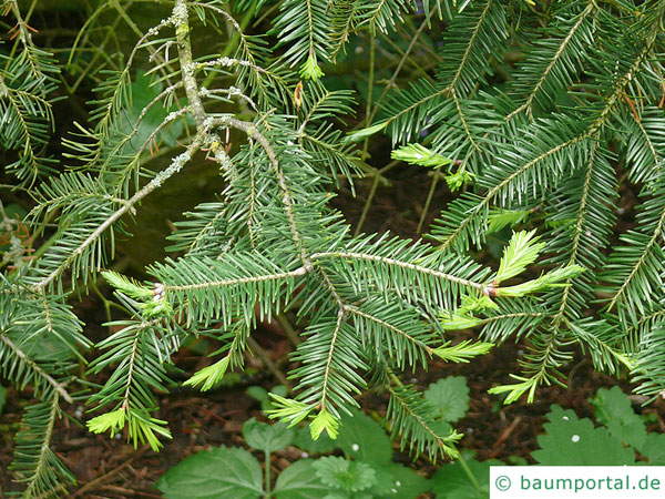 Balsam Fir | Abies balsamea