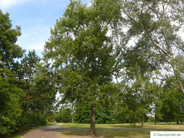 Balsam Poplar | Populus balsamifera