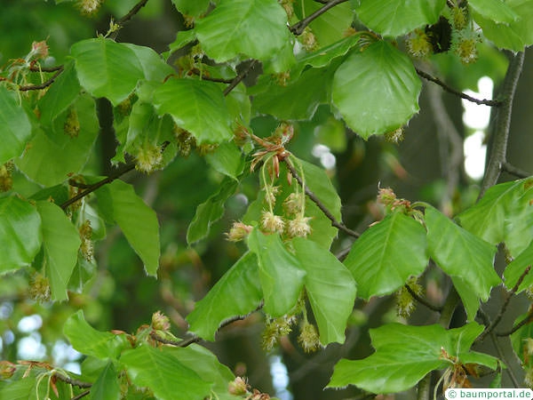 European Beech | Fagus sylvatica