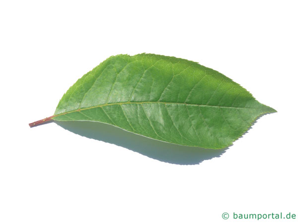 Bitter Berry | Prunus virginiana