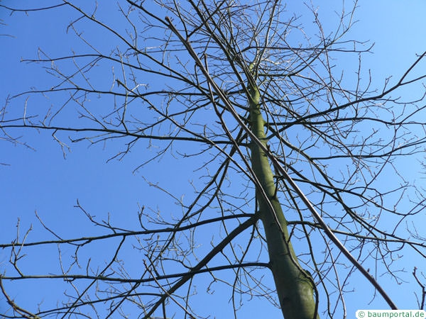 Bitternut Hickory | Carya cordiformis