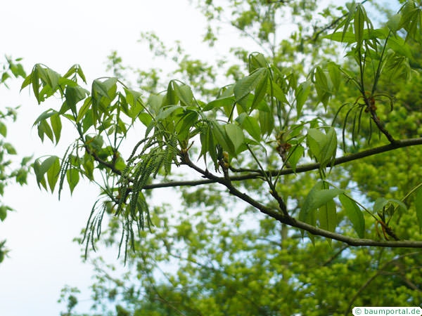 Bitternut Hickory | Carya cordiformis