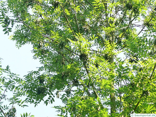 Black Ash | Fraxinus nigra