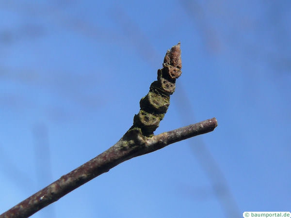 Black Birch | Betula lenta