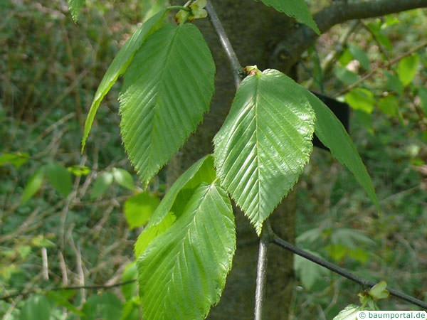Black Birch | Betula lenta