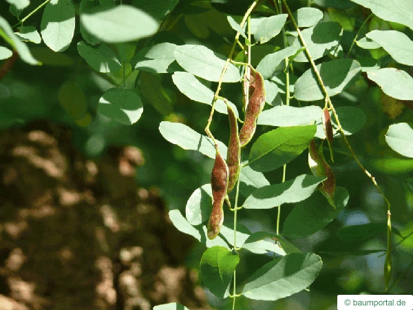 Black Locust | Robinia pseudoacacia