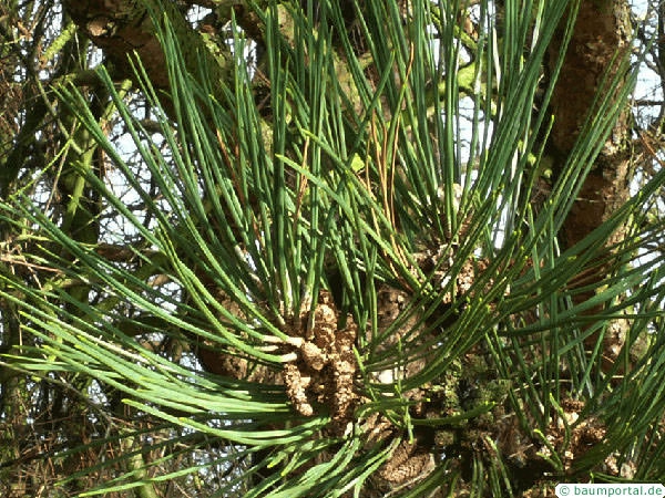 European Black Pine | Pinus nigra