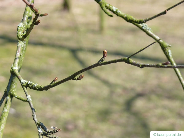 Blue Birch | Betula caerulea