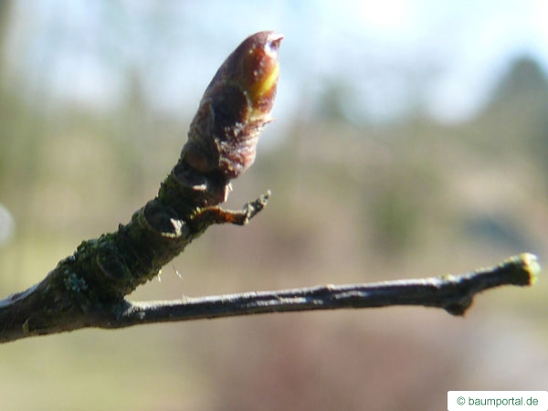 Blue Birch | Betula caerulea