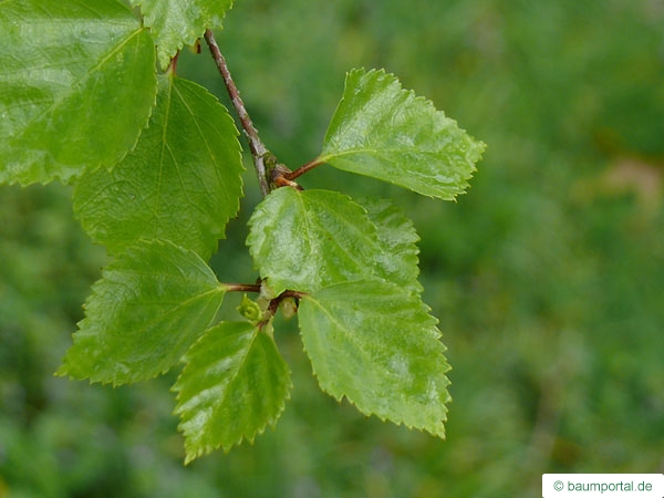 Blue Birch | Betula caerulea
