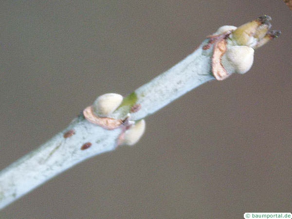 Boxelder | Acer negundo