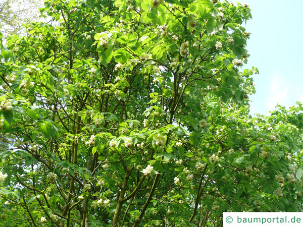 Bumald Bladdernut | Staphylea bumalda