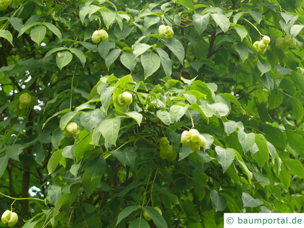 Bumald Bladdernut | Staphylea bumalda