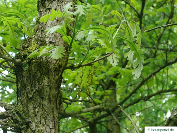 Bur Oak | Quercus macrocarpa