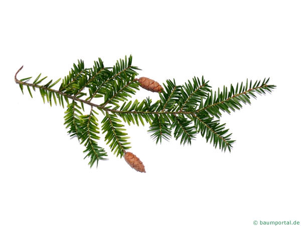 Canadian Hemlock | Tsuga canadensis