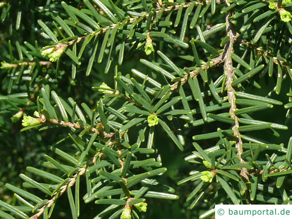 Carolina Hemlock | Tsuga caroliniana