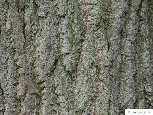 Carolina Poplar | Populus canadensis