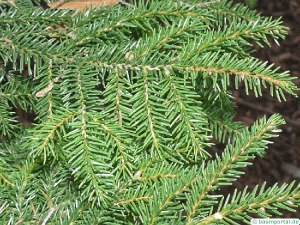 Caucasian Spruce | Picea orientalis