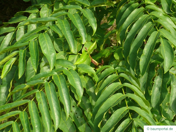 Caucasian Wingnut | Pterocarya fraxinifolia