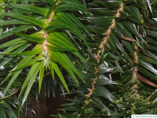 China Fir | Cunninghamia lanceolata
