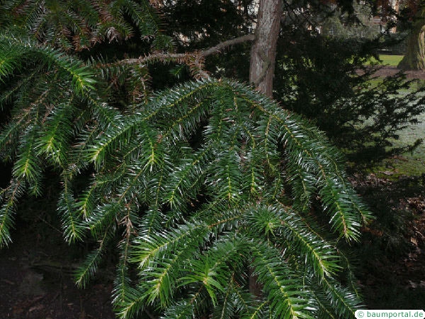 China Fir | Cunninghamia lanceolata