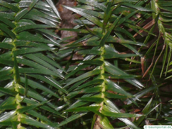 China Fir | Cunninghamia lanceolata