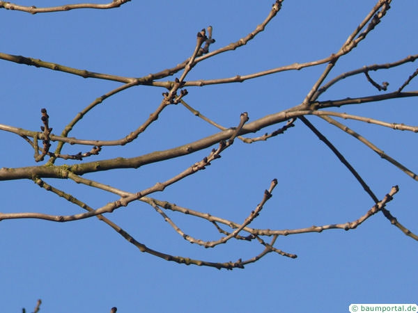 Ash | Fraxinus excelsior