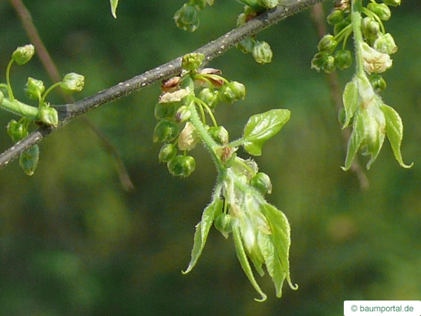 Common Hackberry | Celtis occidentalis