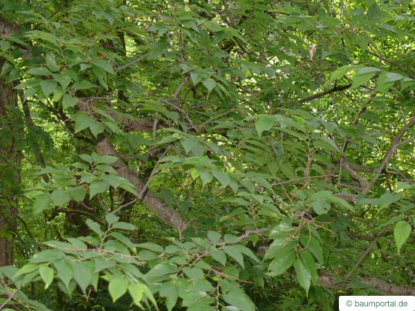 Common Hackberry | Celtis occidentalis