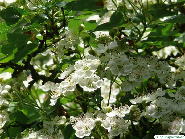 Common Hawthorn | Crataegus monogyna