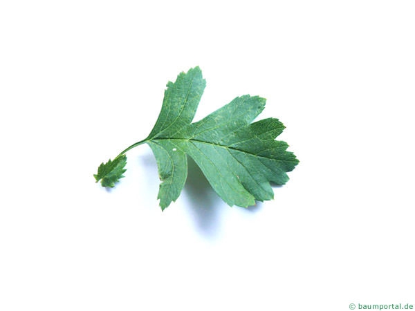 Common Hawthorn | Crataegus monogyna