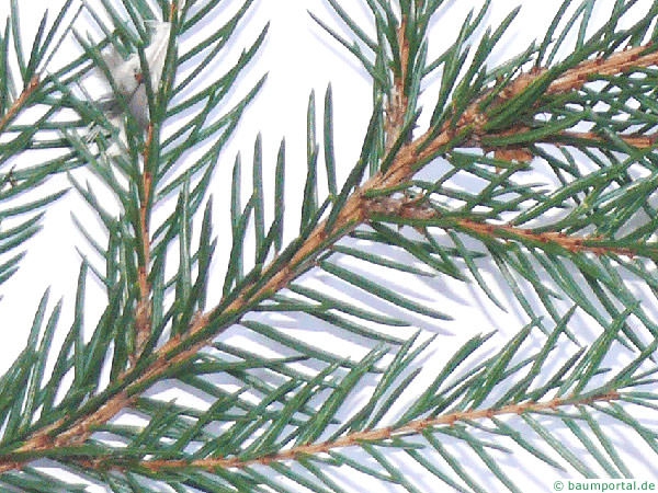 Common Spruce | Picea abies