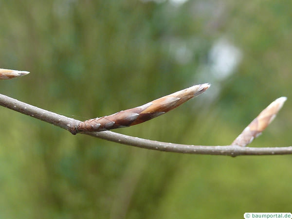Copper Beech | Fagus sylvatica purpurea
