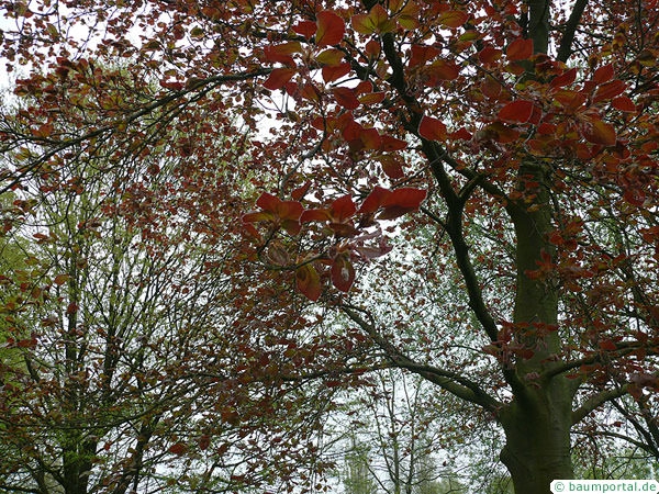 Copper Beech | Fagus sylvatica purpurea