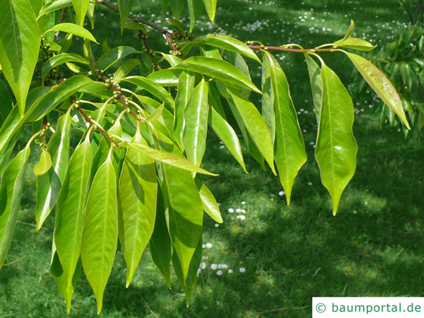 Date Plum | Diospyros lotus
