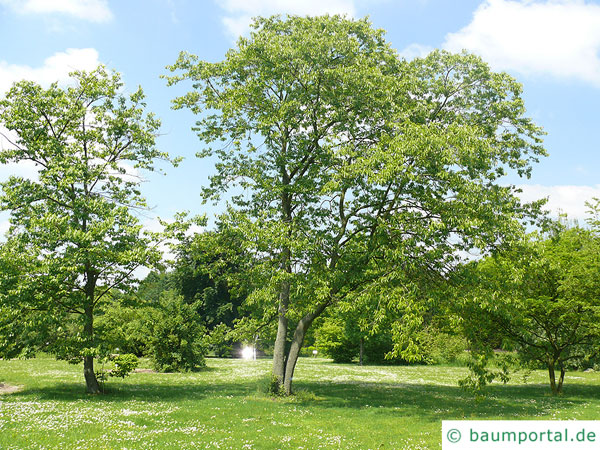 Date Plum | Diospyros lotus