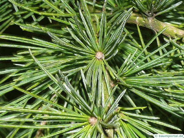 Deodar Cedar | Cedrus deodara