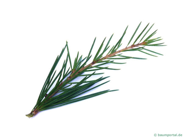 Deodar Cedar | Cedrus deodara