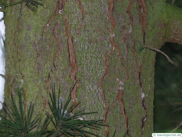 Deodar Cedar | Cedrus deodara